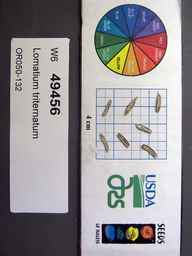 Lomatium triternatum (Pursh) J. M. Coult. & Rose | CarrotOmics